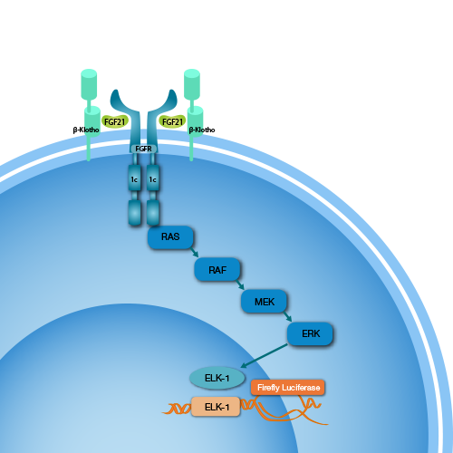 iLite® FGF-21 Assay Ready Cells